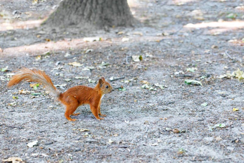 Small Red Nimble Squirrel Baby on the Background of Gray Sandy Forest ...
