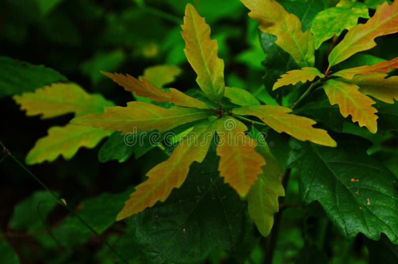 Small Red Oak Plant in the Garden. Tree Oak Planted in the Forst Stock ...