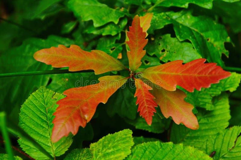 Small Red Oak Plant in the Garden. Tree Oak Planted in the Forst Stock ...