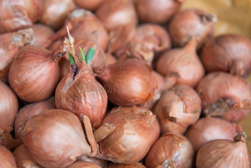 Small red onion stock photo. Image of product, ripe, healthy - 51969668