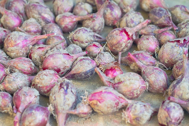 Small Red Onions in the Mud and Earth after Harvesting Stock Image ...