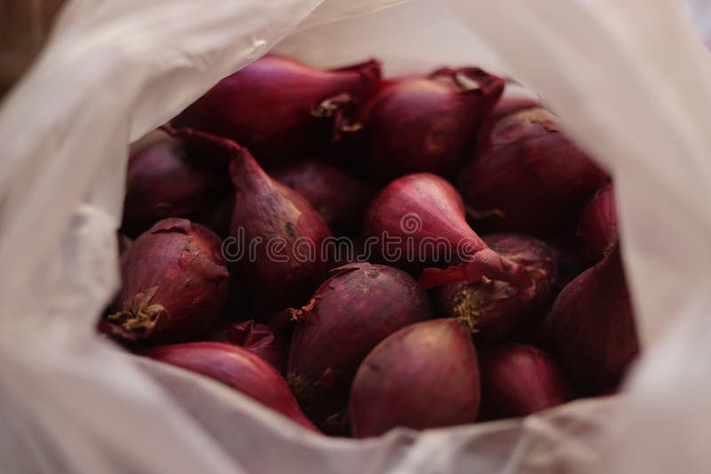 Small Red Onions for Planting in Plastic Bag Stock Photo - Image of ...
