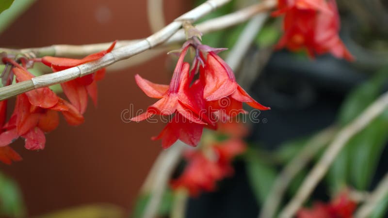 Small red orchids stock image. Image of orchids, south - 173494855