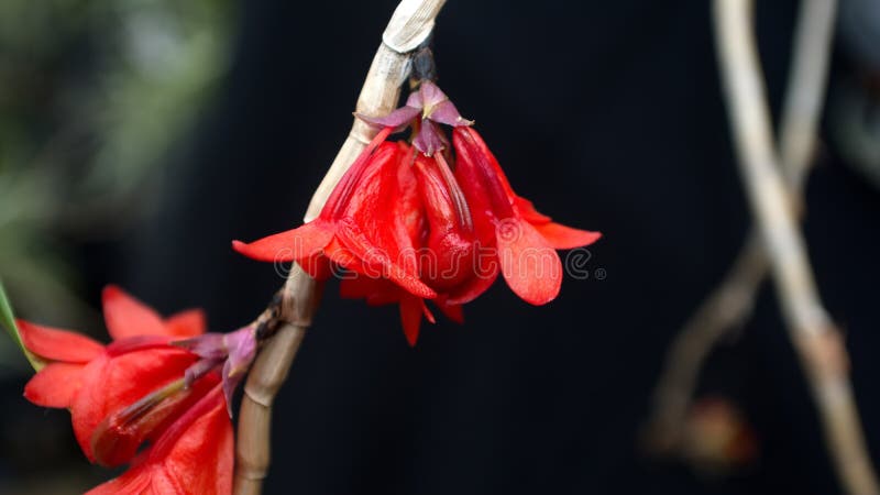 Small red orchids stock image. Image of flower, south - 173494767