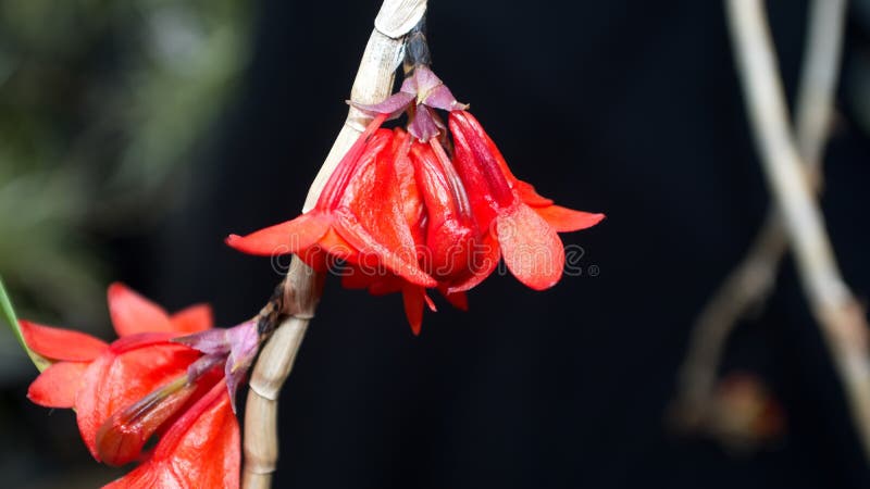 Small red orchids stock image. Image of orchids, orchid - 173494827