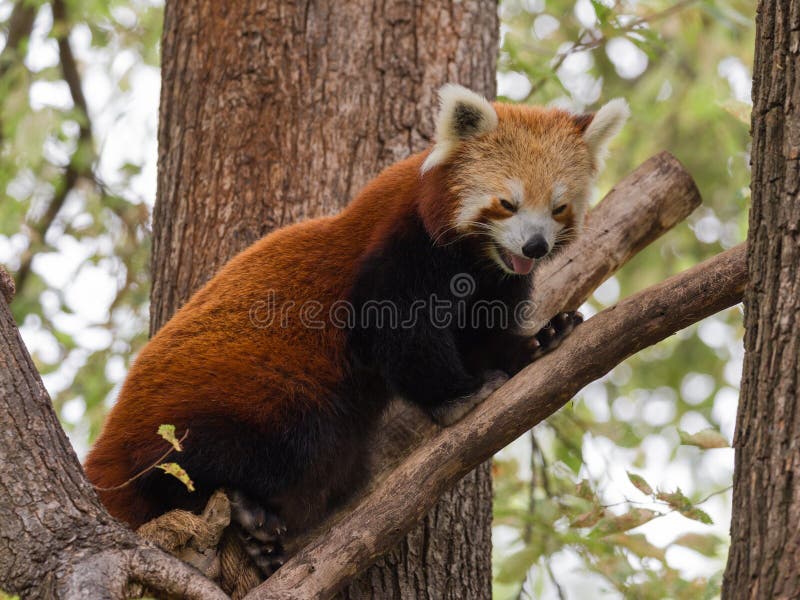 Small red panda stock photo. Image of sleeping, clever - 69362426