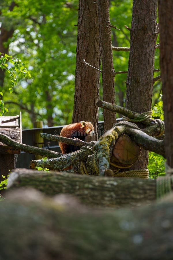 Small Red Panda on a Tree Branch Stock Photo - Image of panda, garden ...