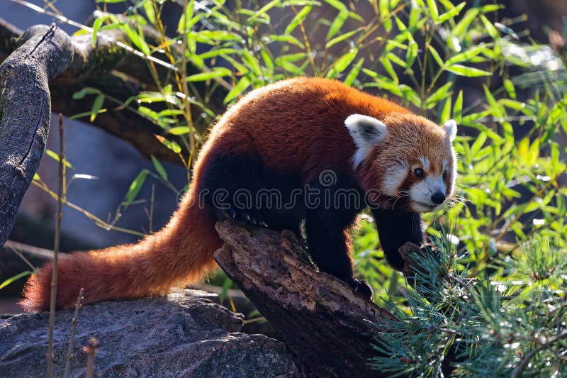A small red panda walking stock photo. Image of mammal - 364444516