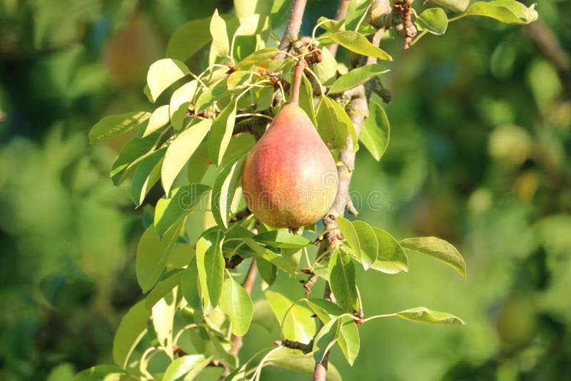Small Red Pear Ripening stock photo. Image of pear, isolate - 193764498