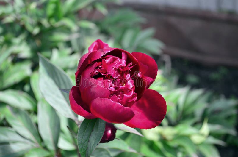 Small Red Peon Blooming in June Stock Photo - Image of closeup, blossom ...
