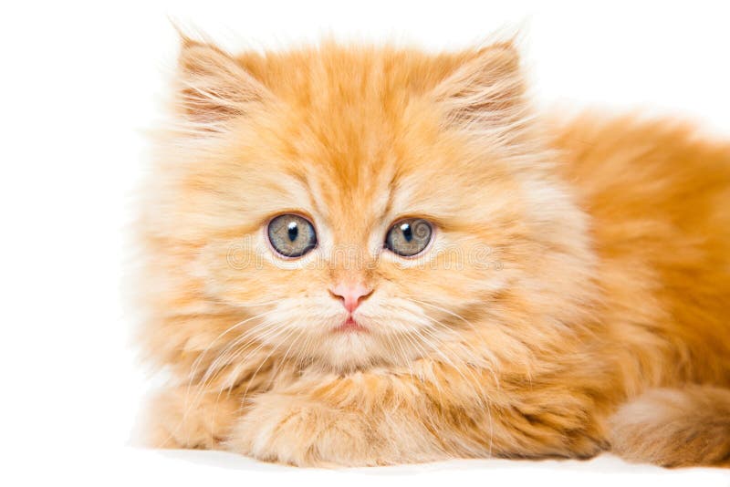 Red Persian