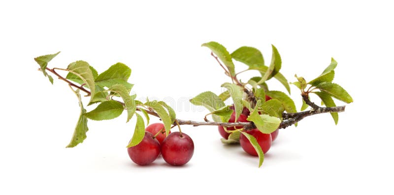 Small Red Plums on Branches Stock Photo - Image of isolated, prunus ...