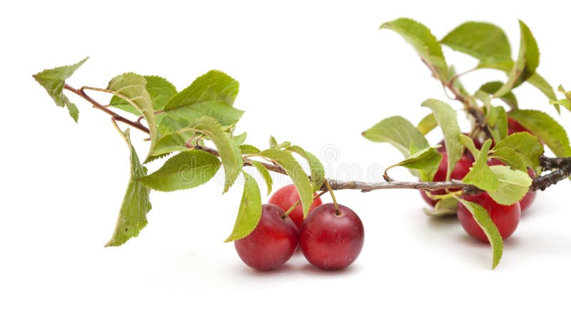Small Red Plums on Branches Stock Photo - Image of isolated, ripe: 96317882