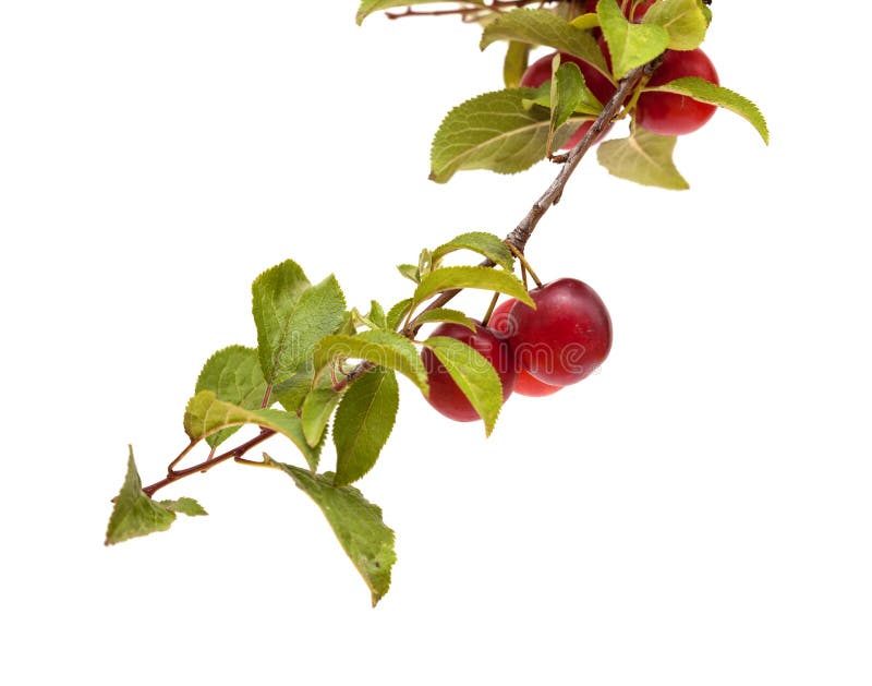 Small Red Plums on Branches Stock Image - Image of oval, cutout: 96317461
