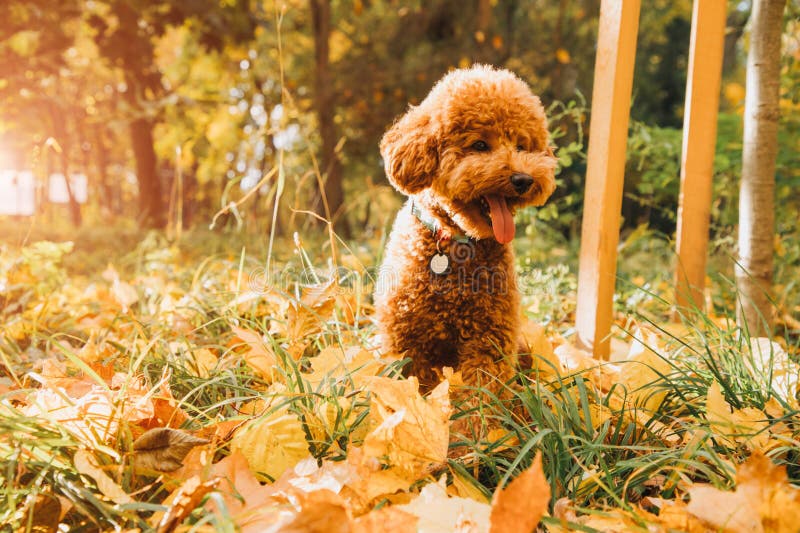 A Small Red Poodle in Yellow Sits on the Leaves in an Autumn Park ...