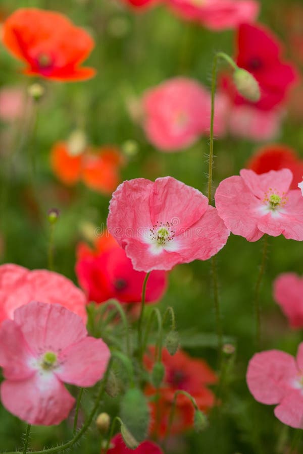 Red And Pink Poppies Against Dark Background Stock Image - Image of ...