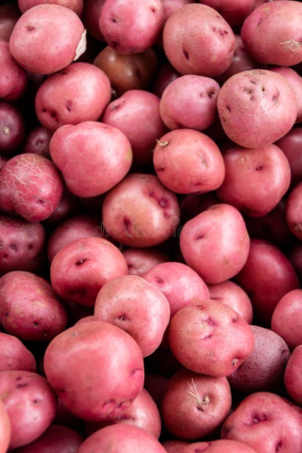 Small red potatoes stock image. Image of market, agriculture - 32164259