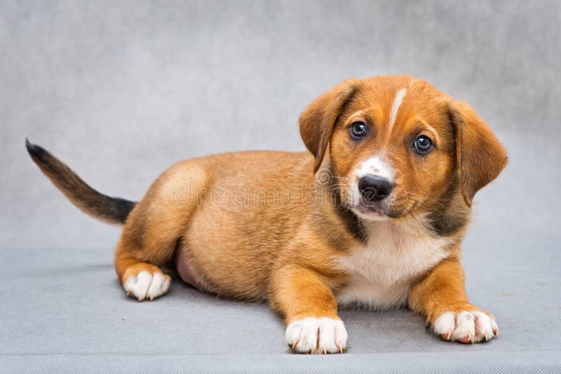 Small, red puppy stock image. Image of obedience, orange - 73810593