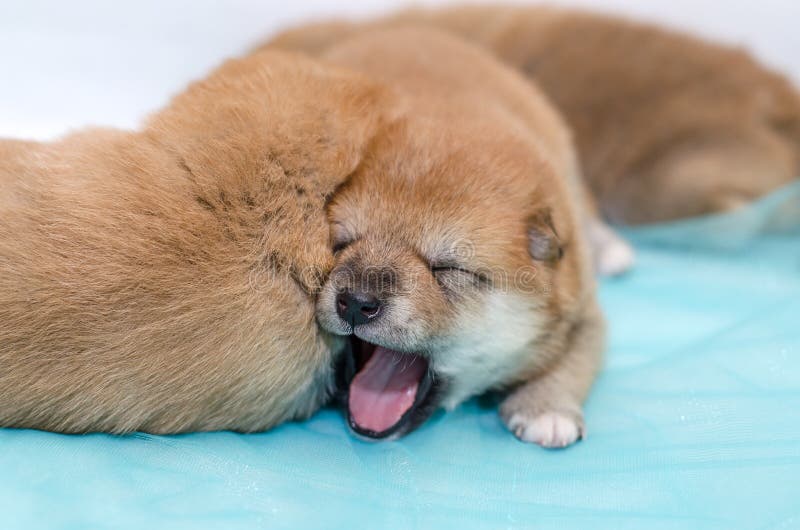 Little red puppy stock image. Image of breed, puppy - 179759647