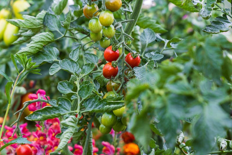 Small Red Ripening Cherry Tomatoes in the Garden Stock Photo - Image of ...