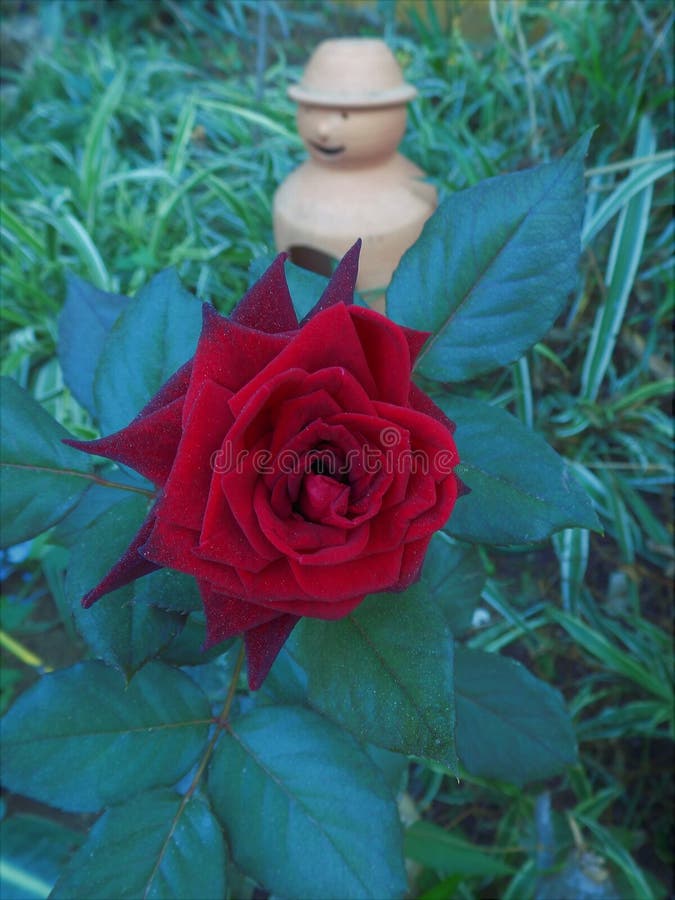 Small red rose stock photo. Image of ceramic, flower - 127420694
