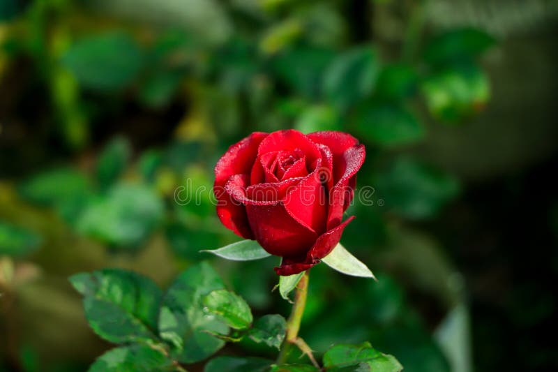 Small red rose close up stock photo. Image of petals - 329704664