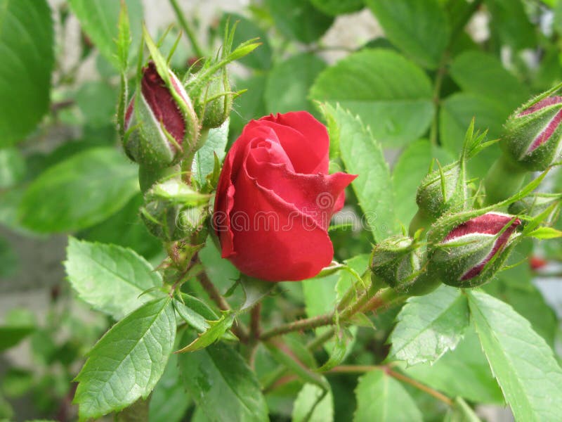 Small red rose stock photo. Image of garden, bush, rose - 72756810