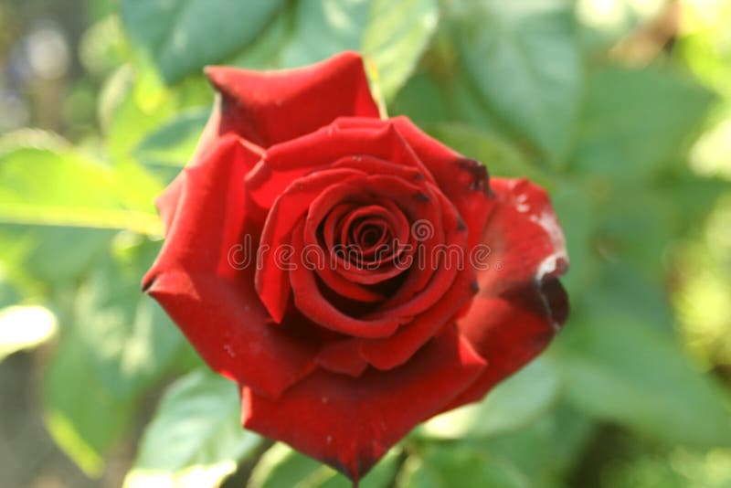 Small red rose flower stock photo. Image of bush, green - 118090726