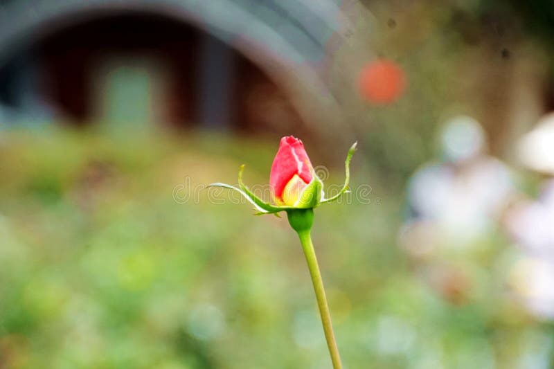 Small Red Rose Flower Closeup Shot Stock Photo - Image of wildflower ...