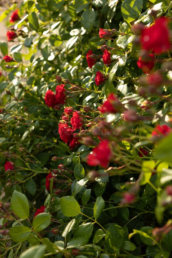 Small Red Rose Flowers Buds Natural Background Summer Stock Photo ...