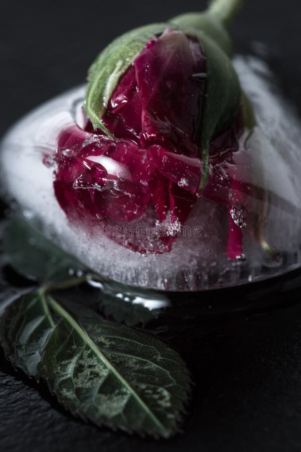 Small Red Rose Frozen in a Block of Ice Stock Image - Image of ...