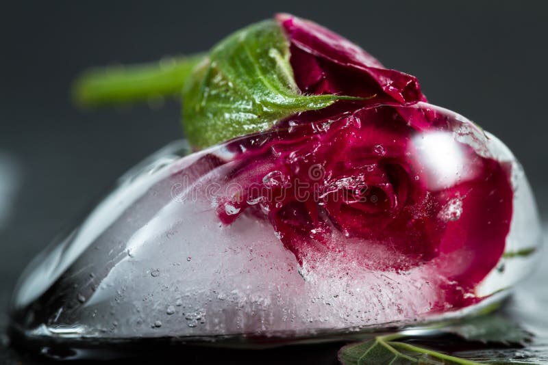 Small Red Rose Frozen in a Block of Ice Stock Image - Image of heart ...