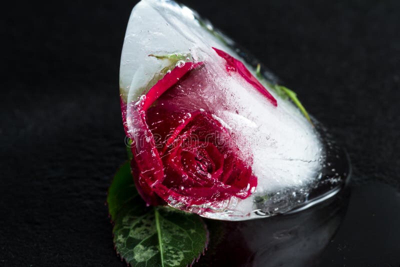 Small Red Rose Frozen in a Block of Ice Stock Photo - Image of heart ...