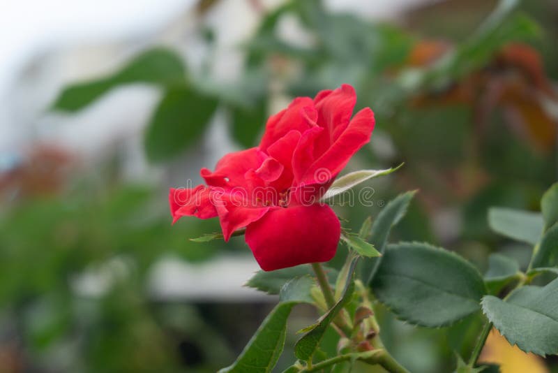 Small Red Rose Full Bloom stock photo. Image of oxygen - 141410986