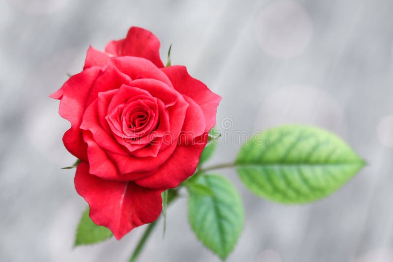 A small red rose stock photo. Image of love, small, flowering - 41848440