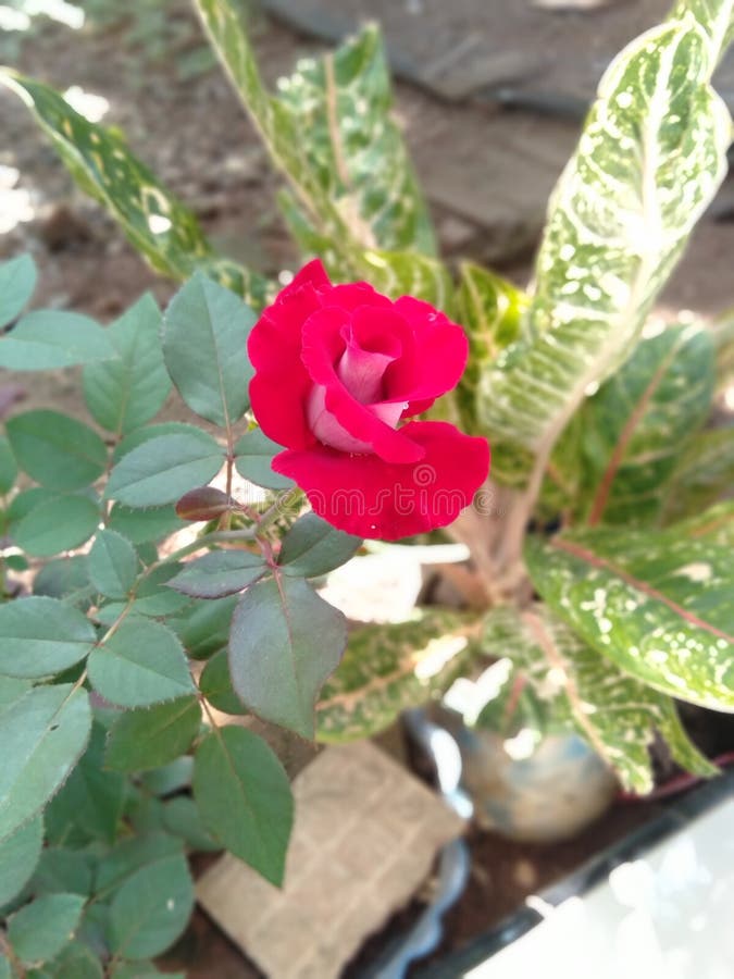 A Small Red Rose that is Growing and Blooming Stock Photo - Image of ...