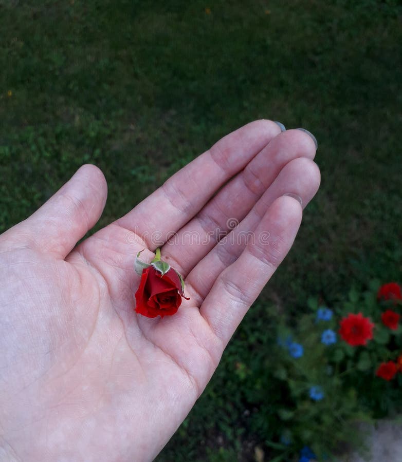 A small red rose on a palm stock photo. Image of rose - 151715640