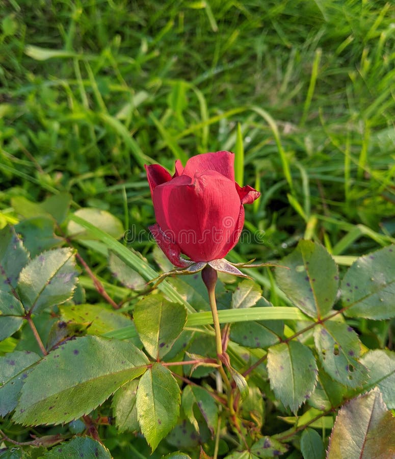 Small red rose stock image. Image of roses, leaves, buds - 195610341