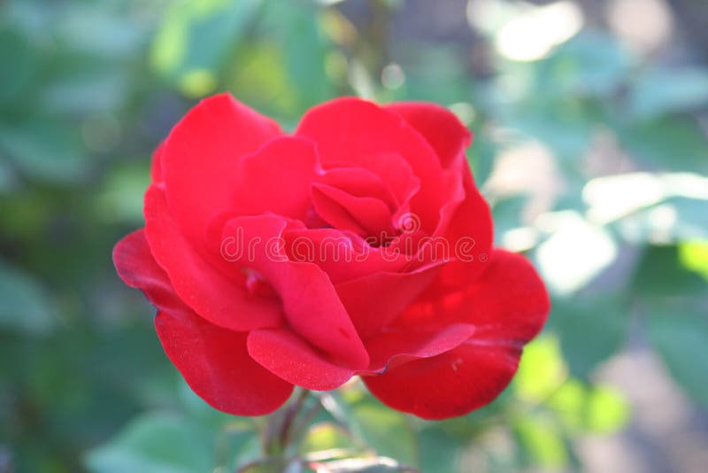 Small red rose stock photo. Image of spring, calm, small - 184129952