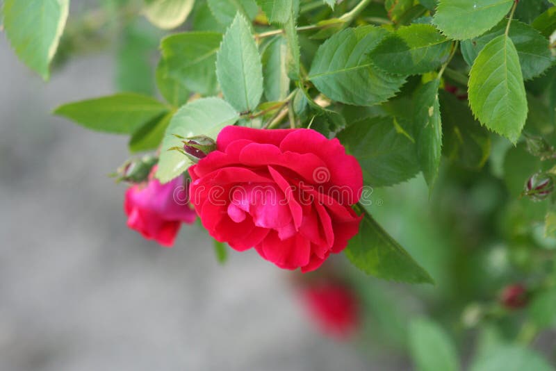 Small red rose stock image. Image of flower, roses, garden - 184131689