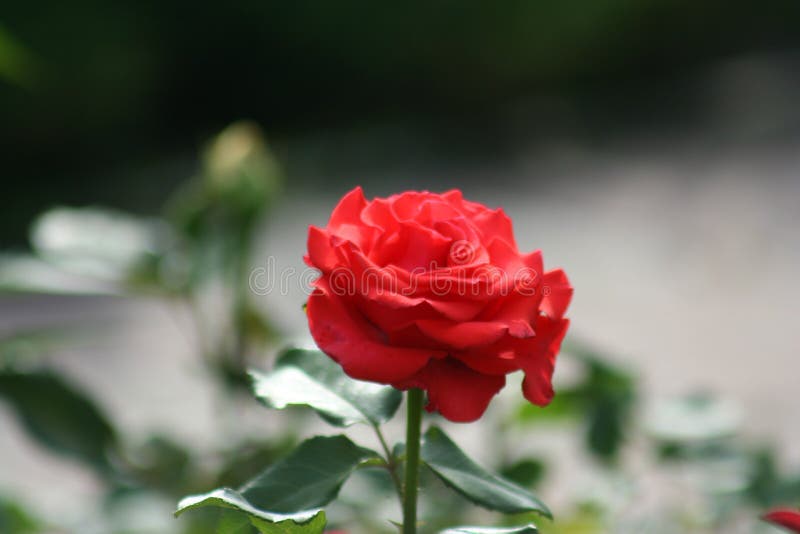 Small red rose stock photo. Image of rose, small, shot - 184148018