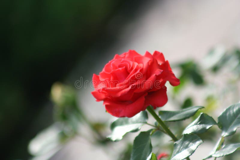 Small red rose stock image. Image of bouquet, flower - 184148085