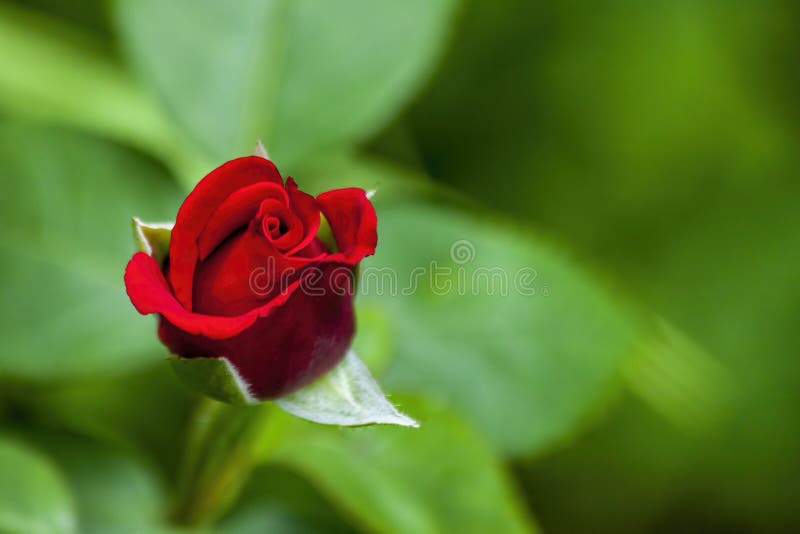 Small red rose stock image. Image of beauty, romance - 171193759