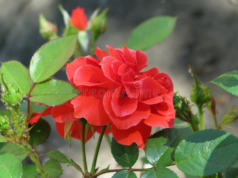 Small red rose stock image. Image of garden, beautiful - 94980607