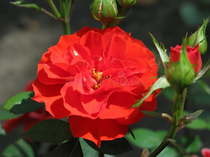 Small red rose stock image. Image of summer, bush, bright - 94981075