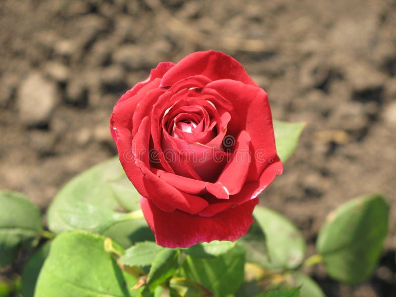 Small red rose stock image. Image of decorative, beauty - 97481185