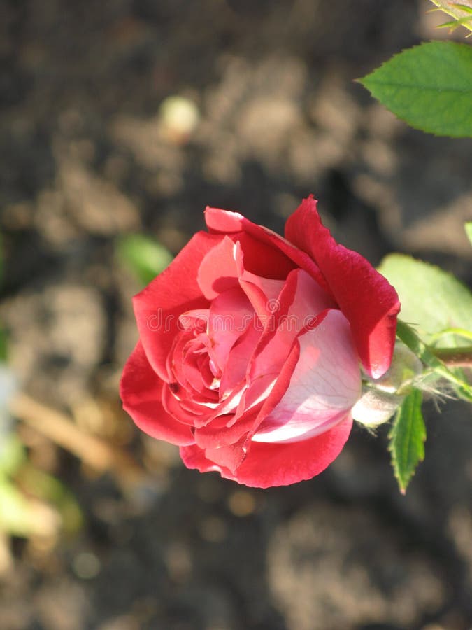 Small red rose stock photo. Image of rose, bouquet, decoration - 97481072