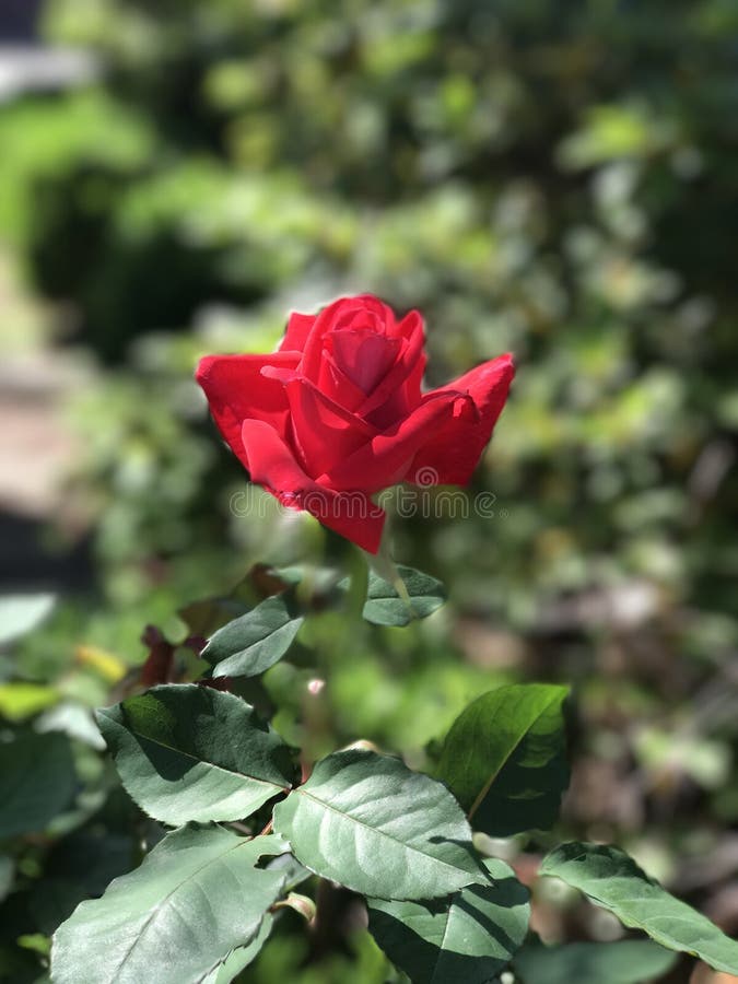 Small red rose stock photo. Image of small, little, tiny - 96061546