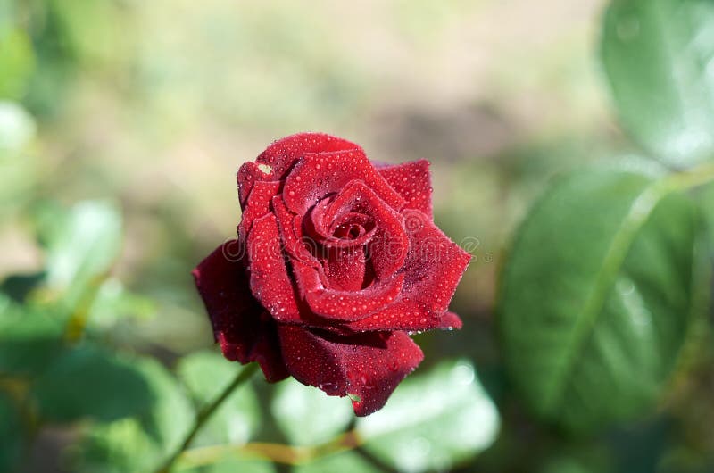 Small Red Rose with Water Drops Stock Photo - Image of green, nature ...