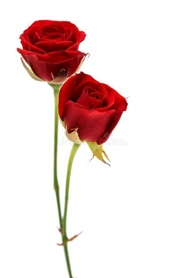Small red rose stock image. Image of beauty, valentine - 78525575